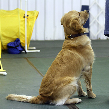 Training Classes | Quincy Kennel Club
